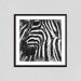Zebra Square Print Animal Prints Wall Art Home Decor - Etsy