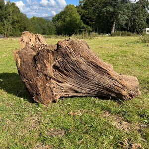 Very Large Tree Root Great as a Garden Stumpery Ornament, Tree Stump ...