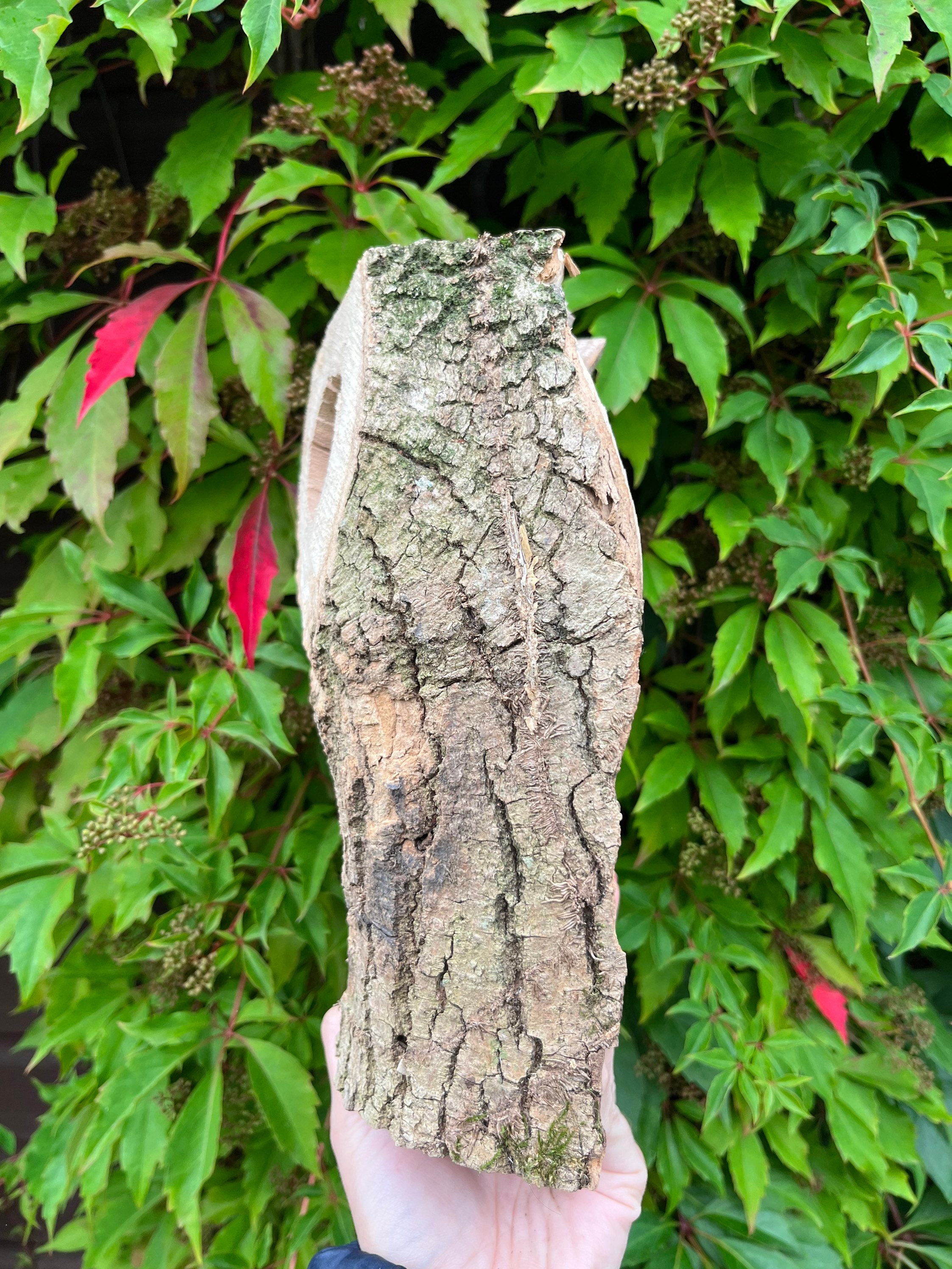 Log Bird Box Front, Natural Log With Knot Hole for Bird Box Front, Bird ...