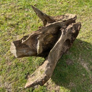 Very Large Tree Root Great as a Garden Stumpery Ornament, Tree Stump ...