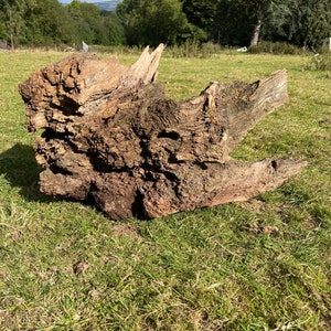 Very Large Tree Root Great as a Garden Stumpery Ornament, Tree Stump ...