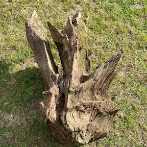 Very Large Tree Root Great as a Garden Stumpery Ornament, Tree Stump ...