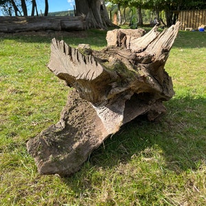 Very Large Tree Root Great as a Garden Stumpery Ornament, Tree Stump ...