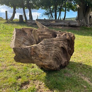 Very Large Tree Root Great as a Garden Stumpery Ornament, Tree Stump ...