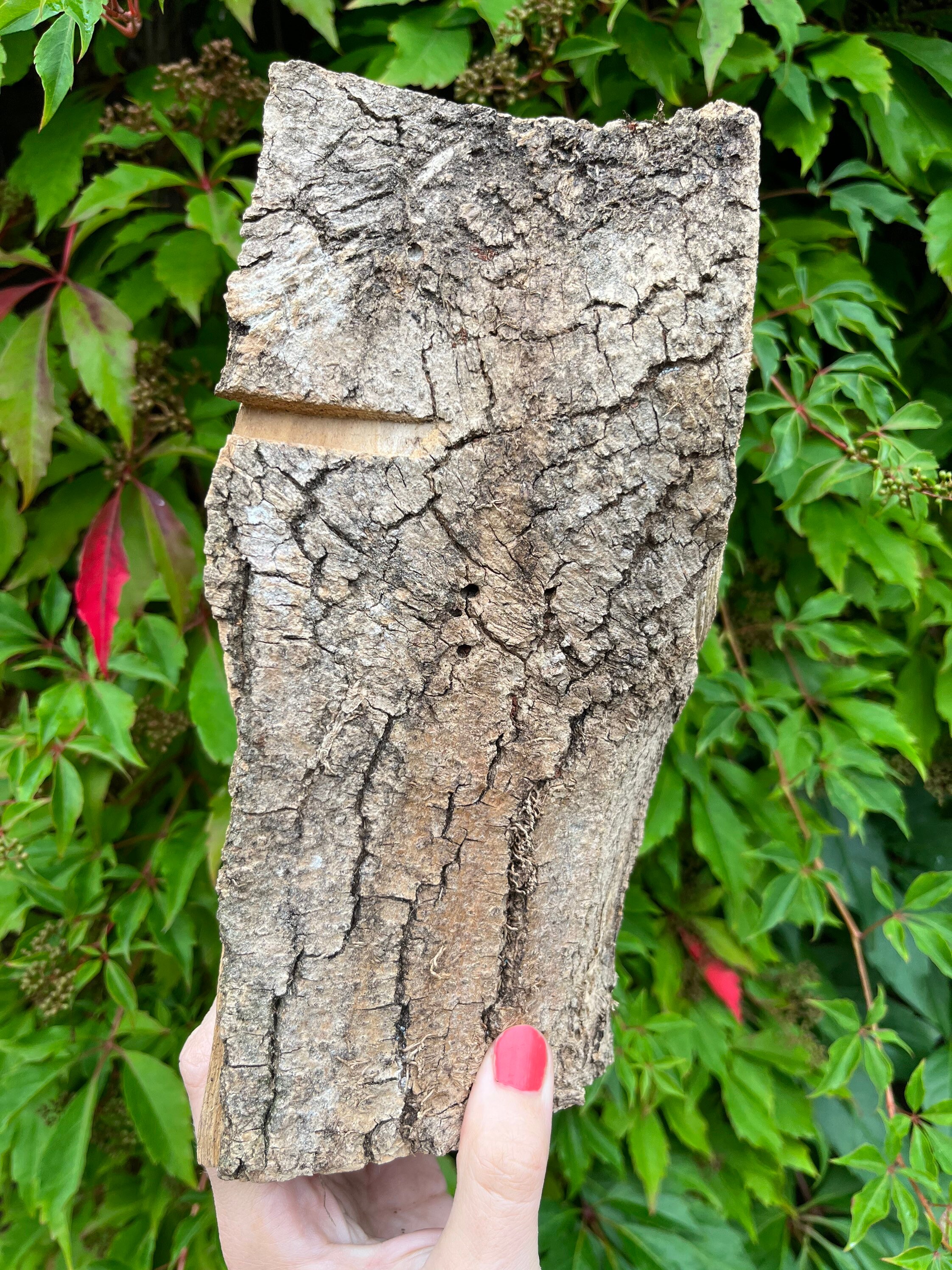 Log Bird Box Front, Natural Log With Knot Hole for Bird Box Front, Bird ...