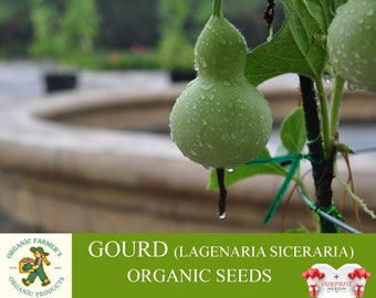 IPS008 Bottle Gourd Long Sorakaya Seeds hybrid-mgh 4WARAD 10 Seeds - Etsy