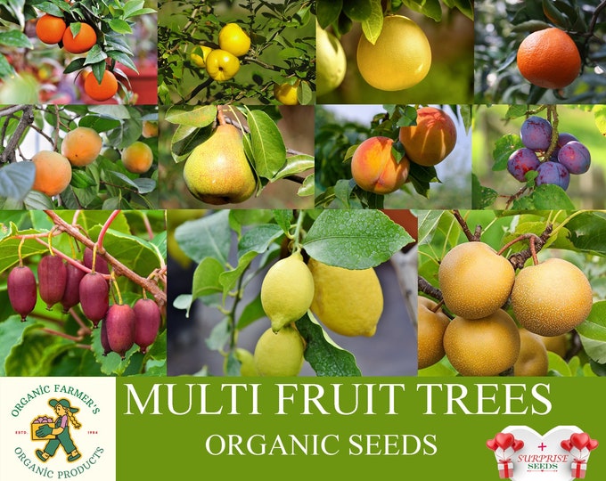 15-100 Sugar Apple Seeds, Tropical Organic Seeds, Exotic Fruit, Easy to ...