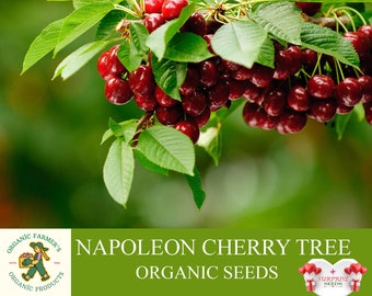 Napoleon Cherry Tree - Etsy