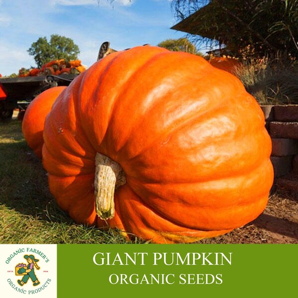 Pumpkin Seeds - Etsy