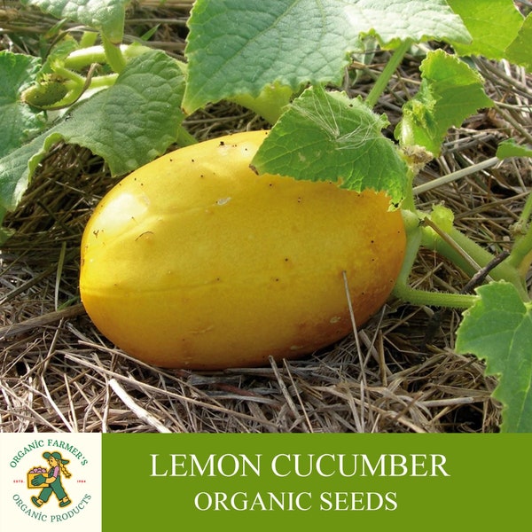 Lemon Cucumber - Etsy