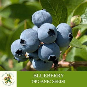 Blueberry Organic Seeds, 10 Count Blueberry Seed, Natural Blueberry ...