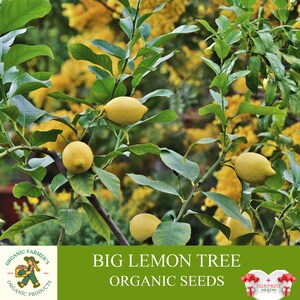 Big Lemon Tree Organic Seeds, 5+ Count Big Lemon Tree Seed, Lemon Plant ...
