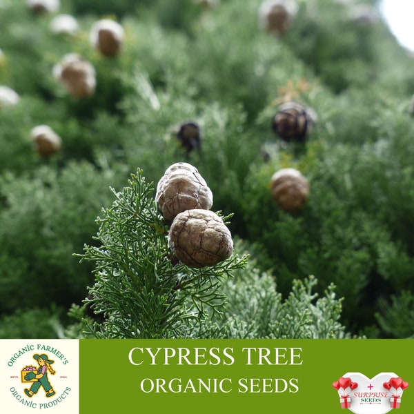 Leyland Cypress Seeds - Etsy