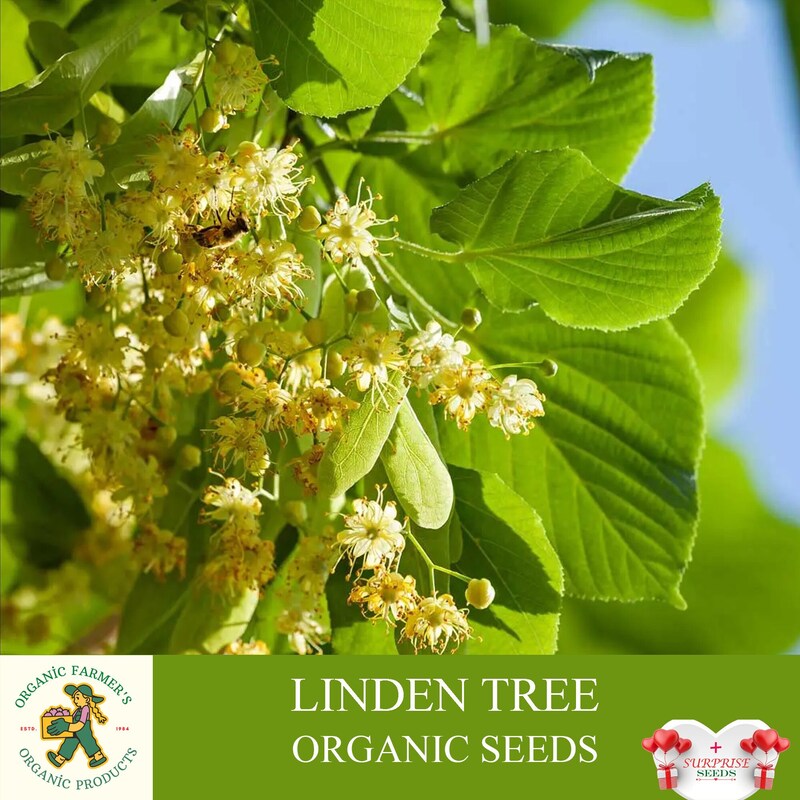 Linden Tree Seeds - Etsy