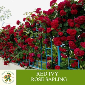 Red Ivy Rose Sapling, Grafted Ready for Planting, With Tube Soil ...