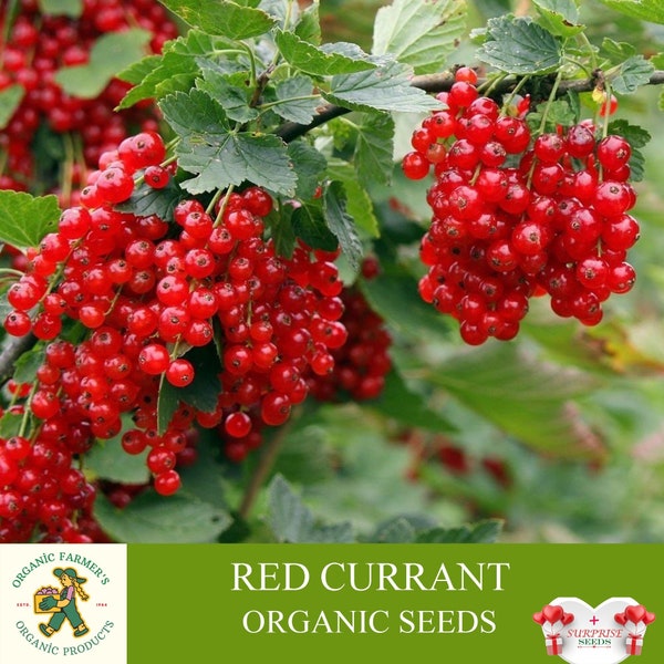 Red Currant Plant - Etsy