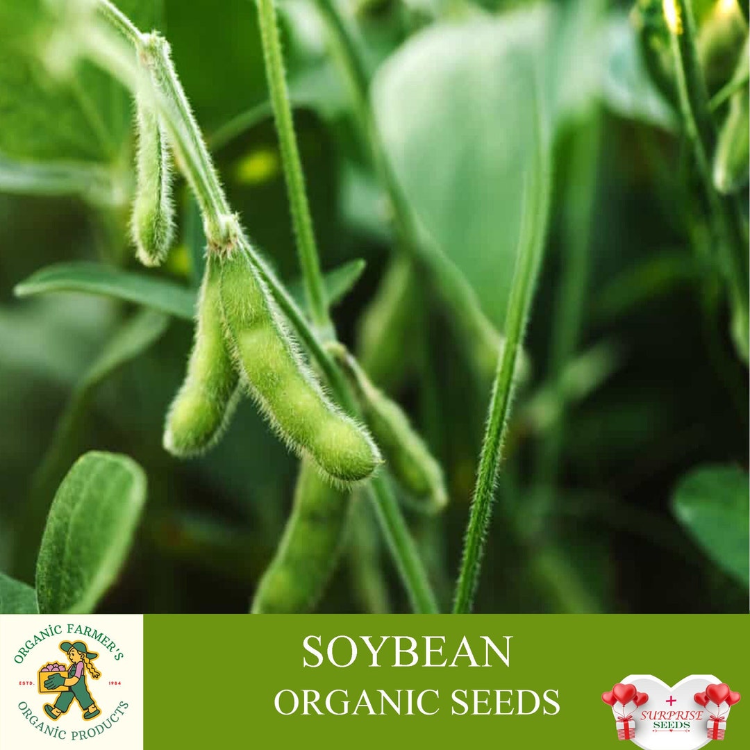 Soybean Organic Seeds, 50+ Count Soybean Seeds, Soybean Plant Seeds for ...