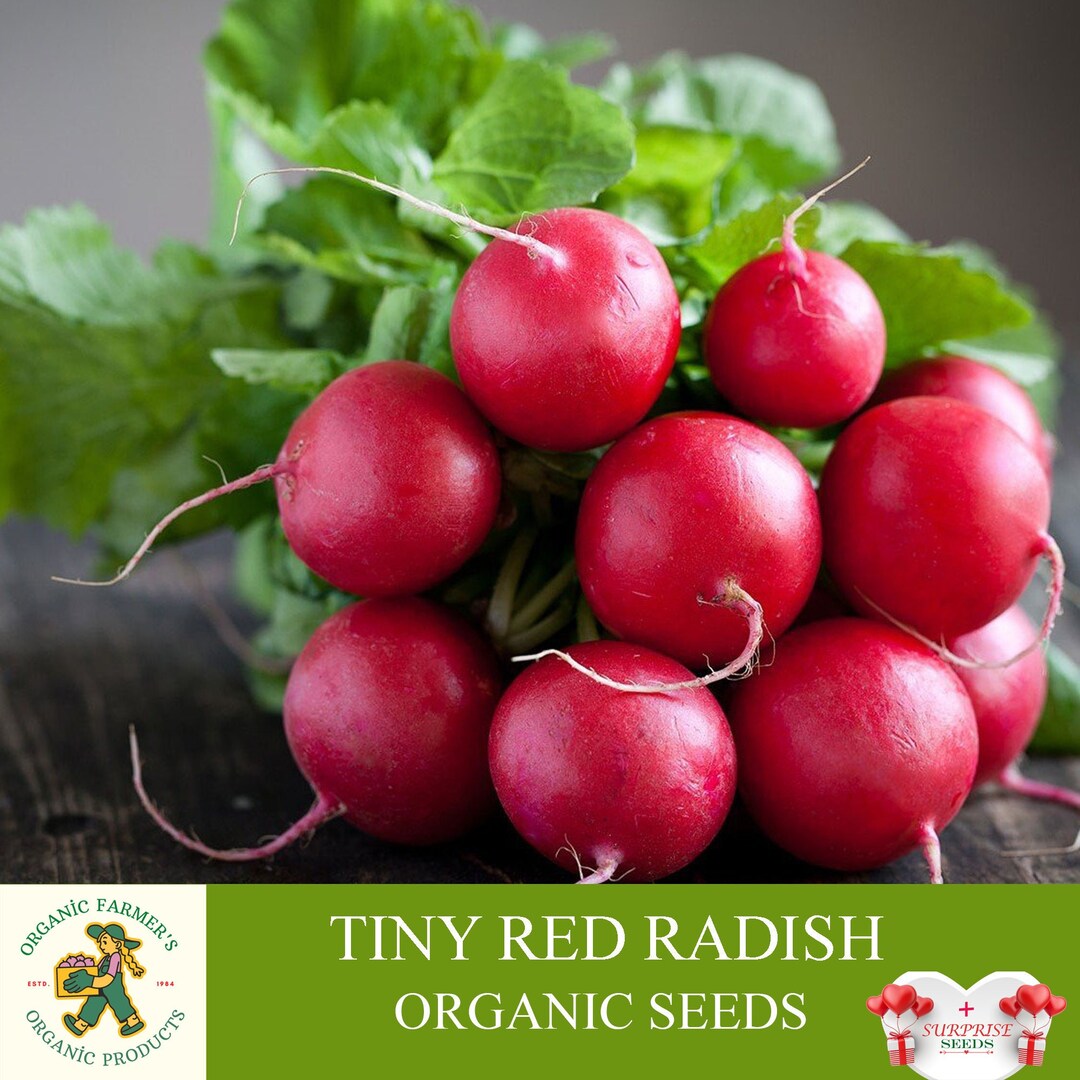 Tiny Red Radish Organic Seeds, 50+ Count Hazelnut Radish Seeds, Sweet ...