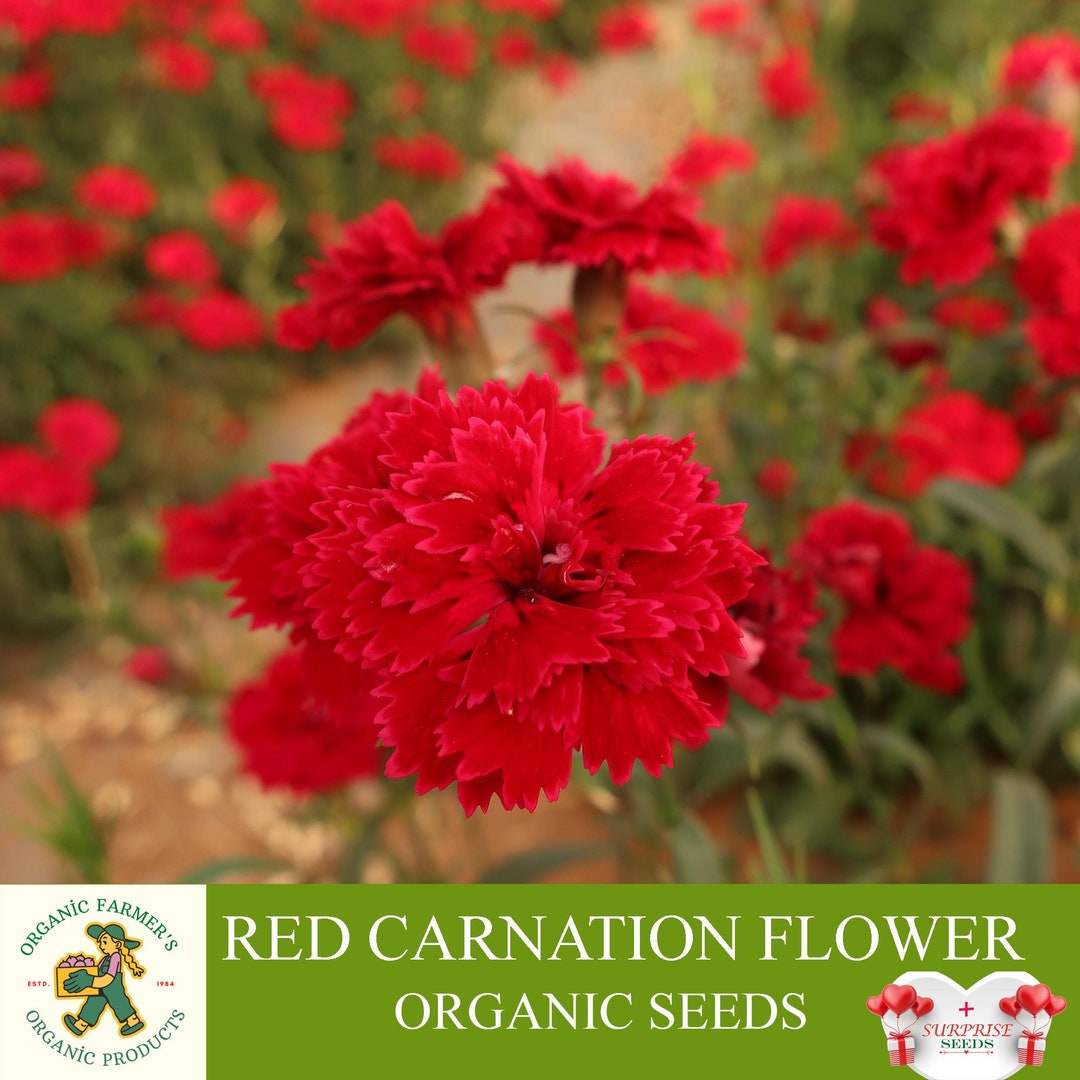 Red Carnation Flower Organic Seeds, 20+ Count Carnation Flower Seed ...