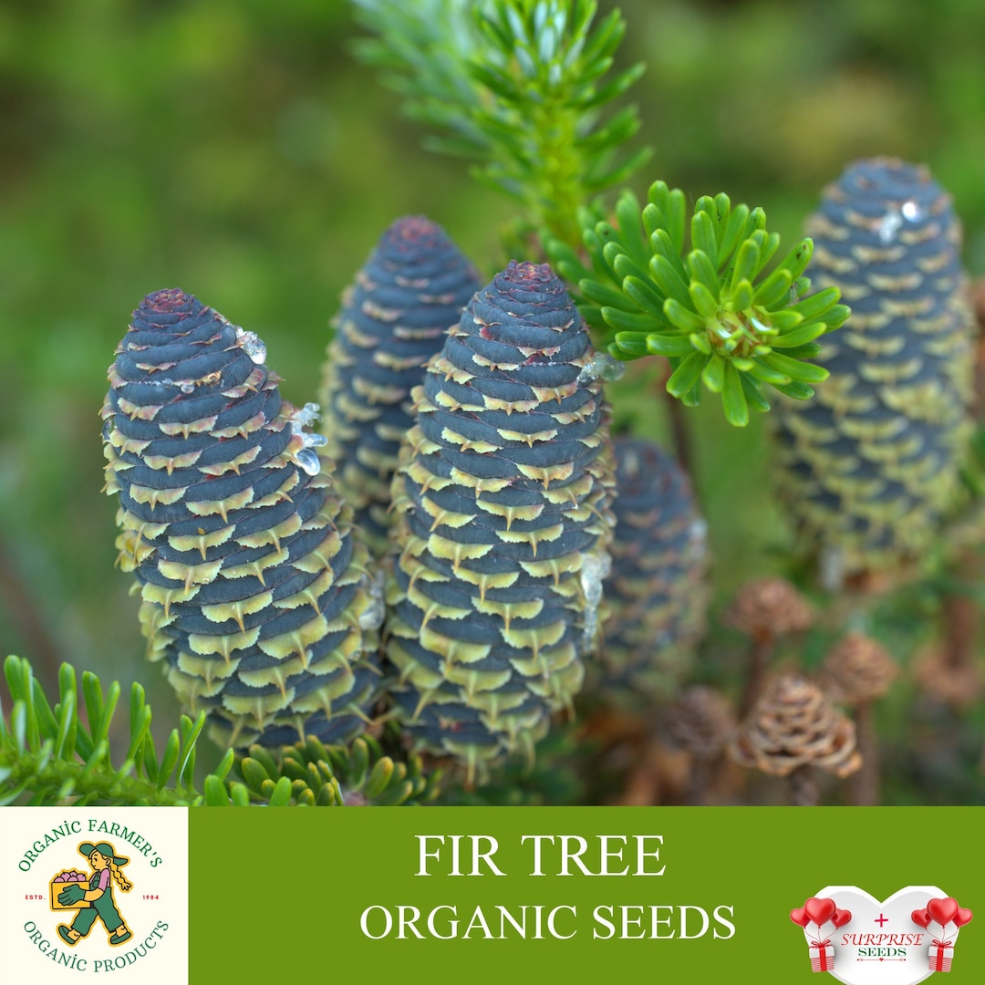 Fir Tree Organic Seeds, 10 Count Fir Tree Seed, Tree Plant for Pot and ...