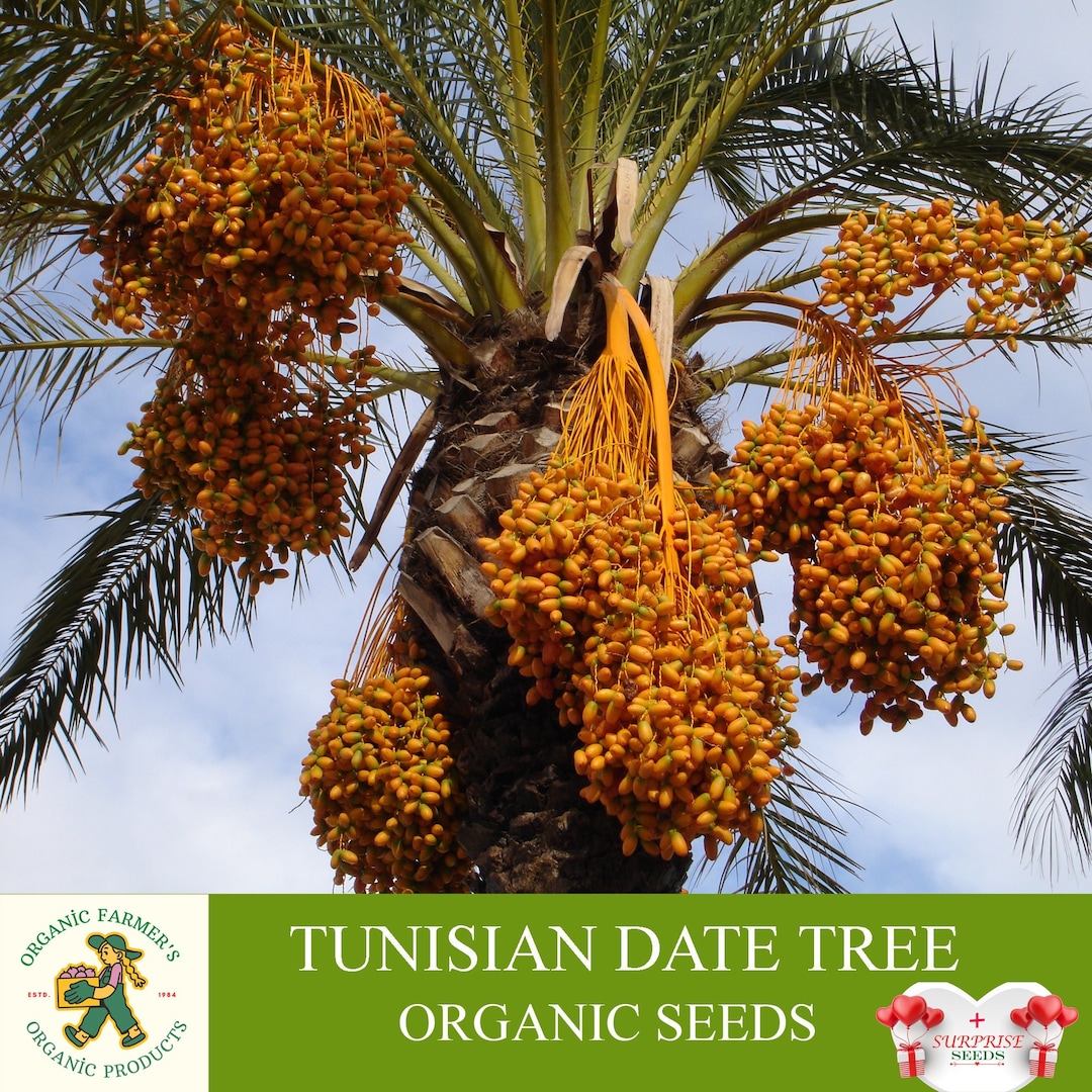 Tunisian Date Tree Organic Seeds, 10+ Count Tunisian Date Tree Seed ...