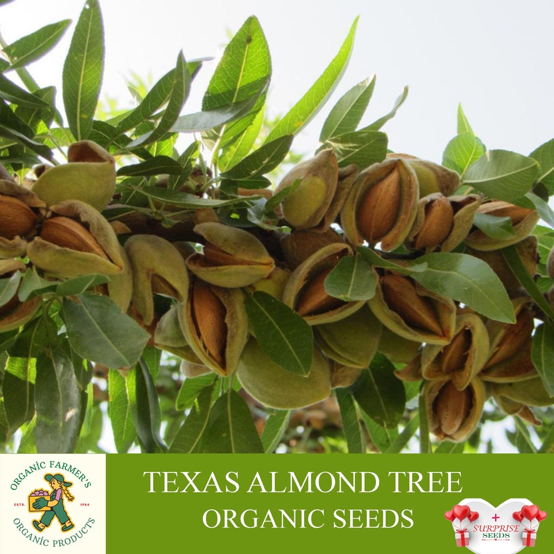 Texas Almond Tree Organic Seeds, 10+ Count Texas Almond Seed, Sweet ...