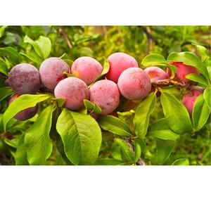 Black Amber Plum Tree Organic Seeds, 5 Count Black Plum Tree Seed, Plum ...