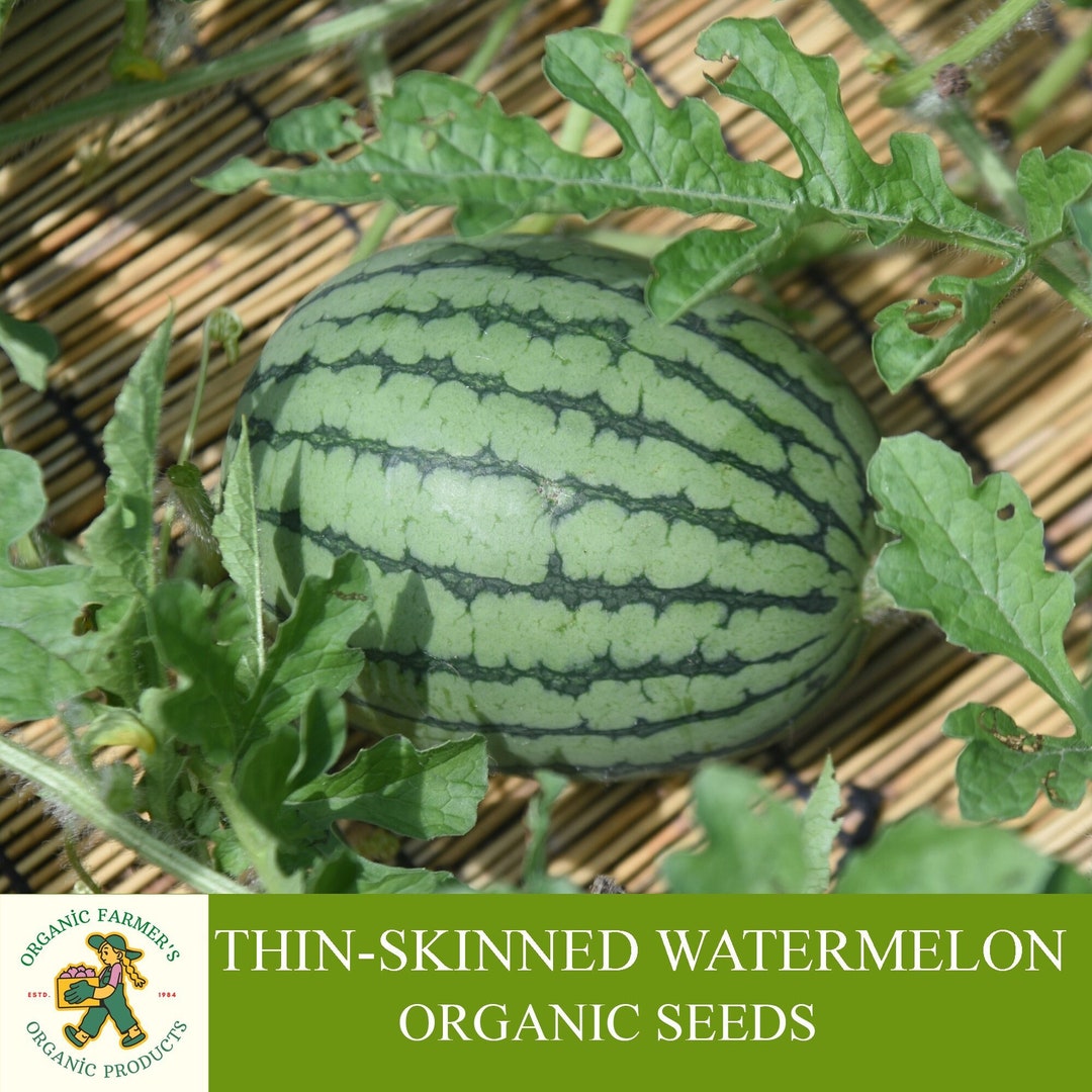 Thin-skinned Watermelon Organic Seeds, 20+ Count Watermelon Seeds, Home ...