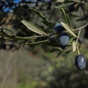 Native Olive Tree Organic Seeds, 10+ Count Olive Tree Seed, Olive Plant ...