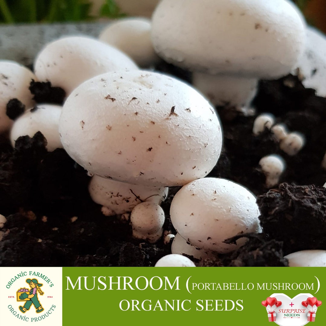 Mushroom Organic Seeds, 100+ Count Mushroom Seeds, Portabello Mushroom ...