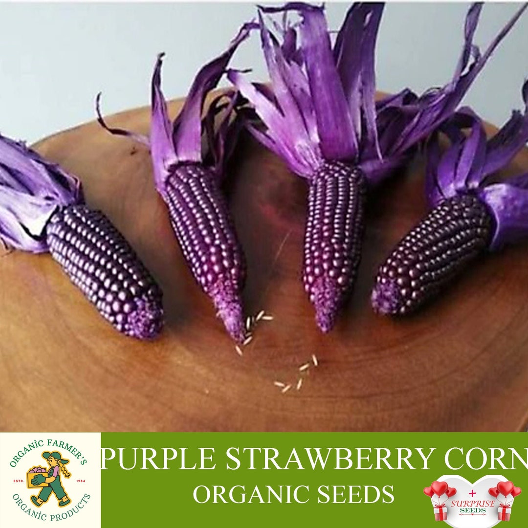 Purple Strawberry Corn Organic Seeds, 5+ Count Rare Purple Finger Corn ...