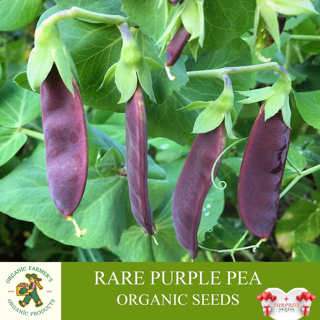 Purple Pea Organic Seeds, 8 Count Rare Purple Pea Seed, Purple Pea ...