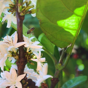 Brazilian Peaberry Moka Arabica Coffee Tree Organic Seeds, 10+ Count ...