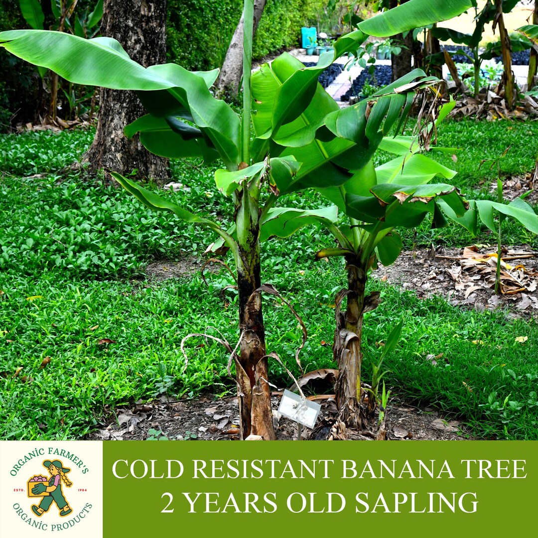 Cold Resistant Banana Sapling, Grafted Ready for Planting, Tubular ...