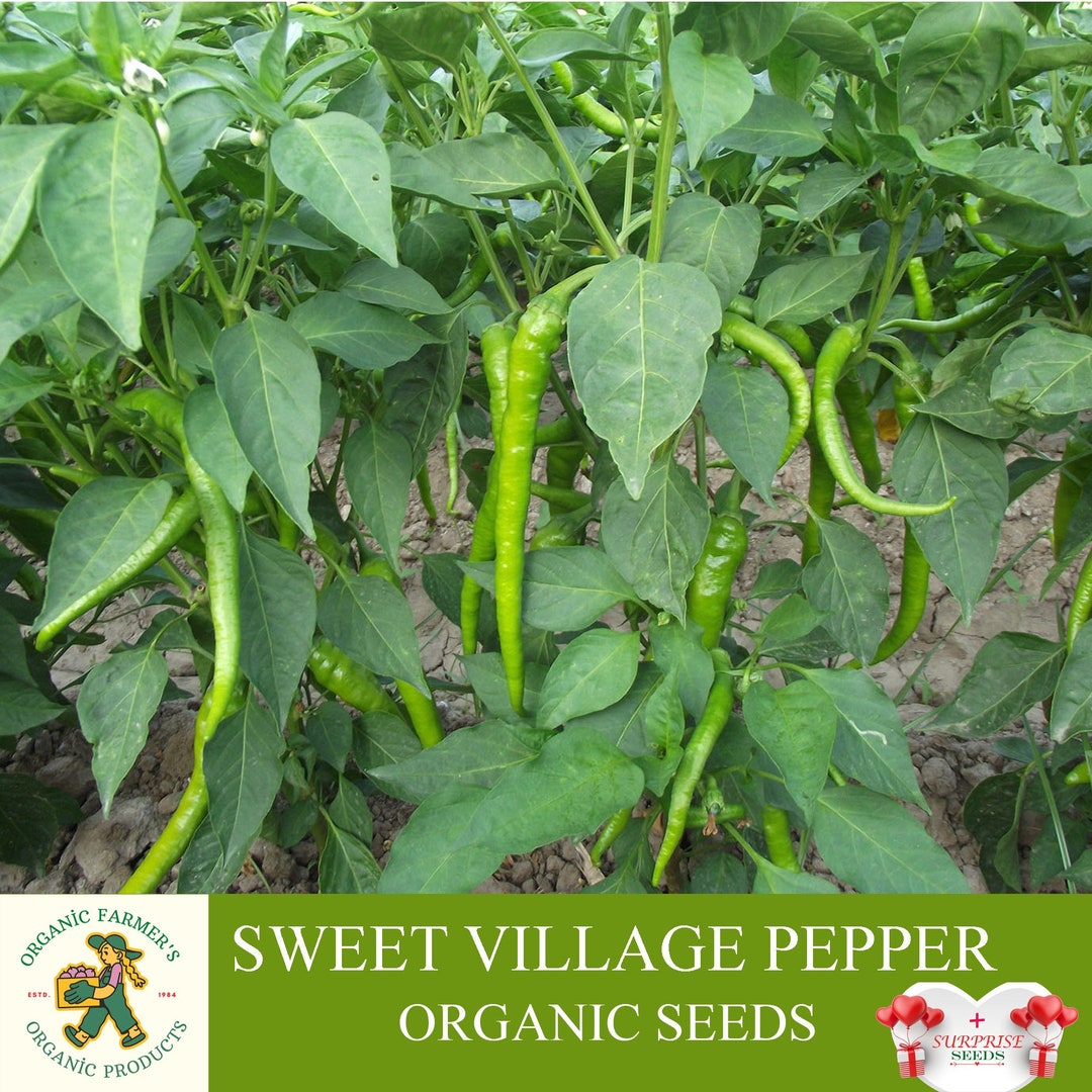 Backyard Pepper Organic Seeds, 100+ Count Green Sweet Backyard Pepper ...