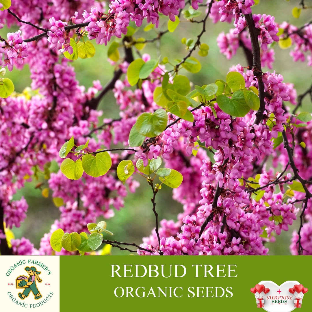 Redbud Tree Organic Seeds, 10+ Count Redbud Tree Seed, Redbud Plant for ...