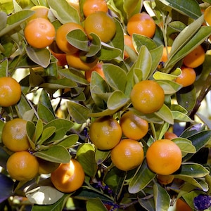 Satsuma Mandarin Tree Organic Seeds, 10+ Count Mandarin Tree Seed ...