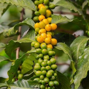 Brazilian Peaberry Moka Arabica Coffee Tree Organic Seeds, 10+ Count ...