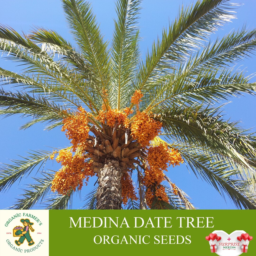 Semillas orgánicas de árbol de dátiles de Medina, más de 10 unidades de ...