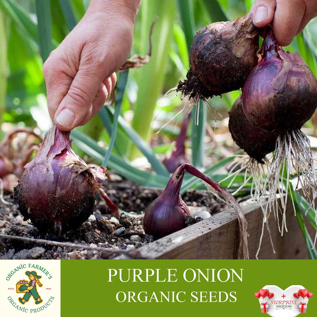 Purple Onion Organic Seeds, 1+ Grams Edible Purple Onion Seed, Natural ...