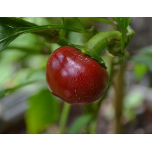 Hot Cherry Pepper Organic Seeds, 30+ Count Hot Cherry Pepper Seed, Hot ...