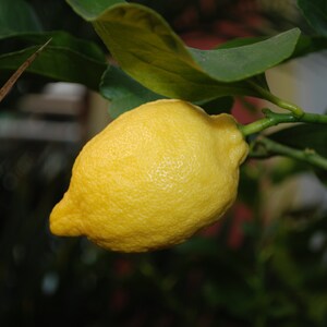 Big Lemon Tree Organic Seeds, 5+ Count Big Lemon Tree Seed, Lemon Plant ...