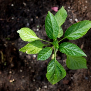 Hot Cherry Pepper Organic Seeds, 30+ Count Hot Cherry Pepper Seed, Hot ...