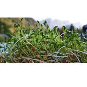 Green Lentil Organic Seeds, 100+ Count Green Lentil Seed, Backyard ...