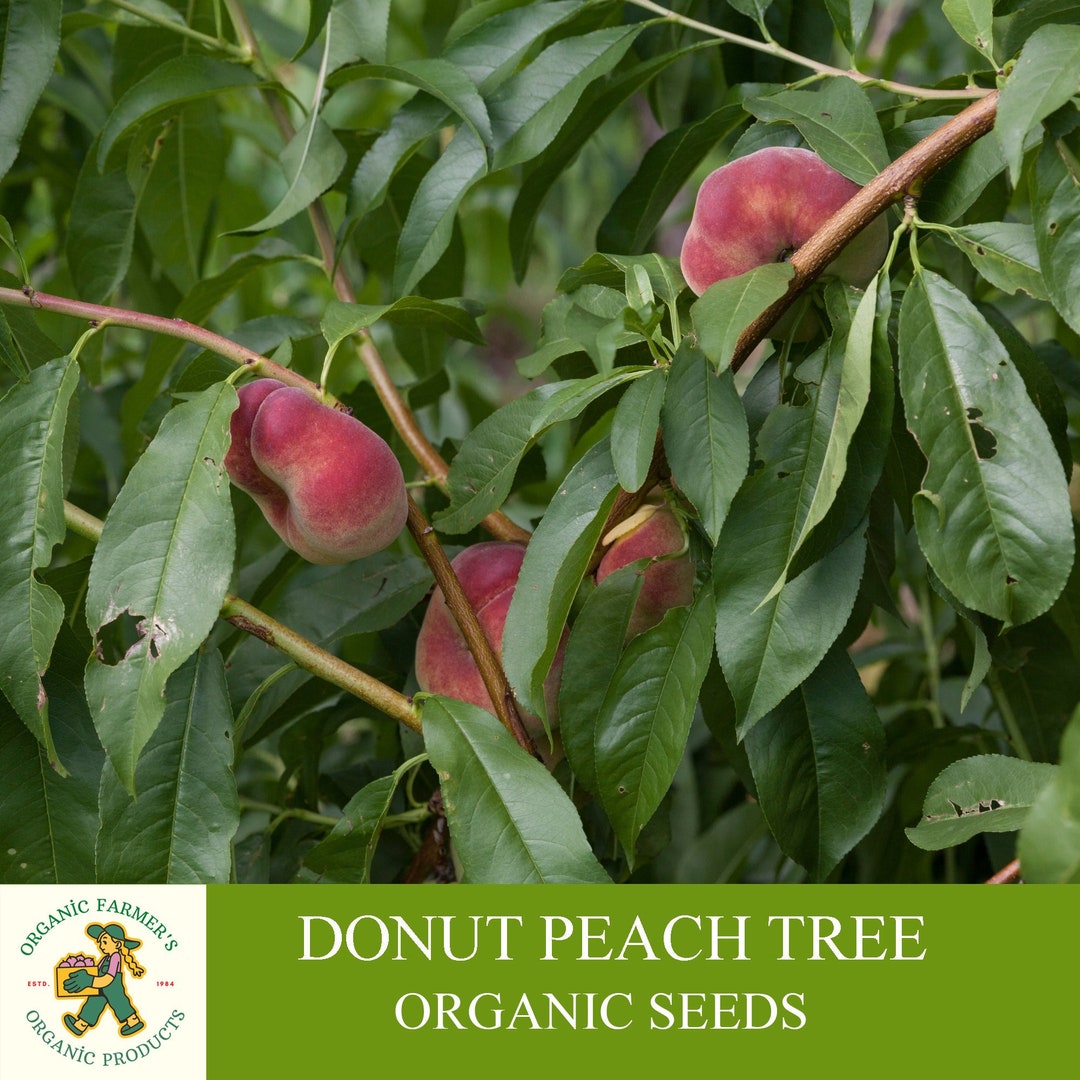 Donut Peach Tree Organic Seeds, 2 Count Flat Peach Tree Seeds,peach ...