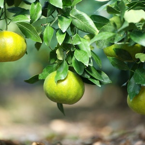 Satsuma Mandarin Tree Organic Seeds, 10+ Count Mandarin Tree Seed ...