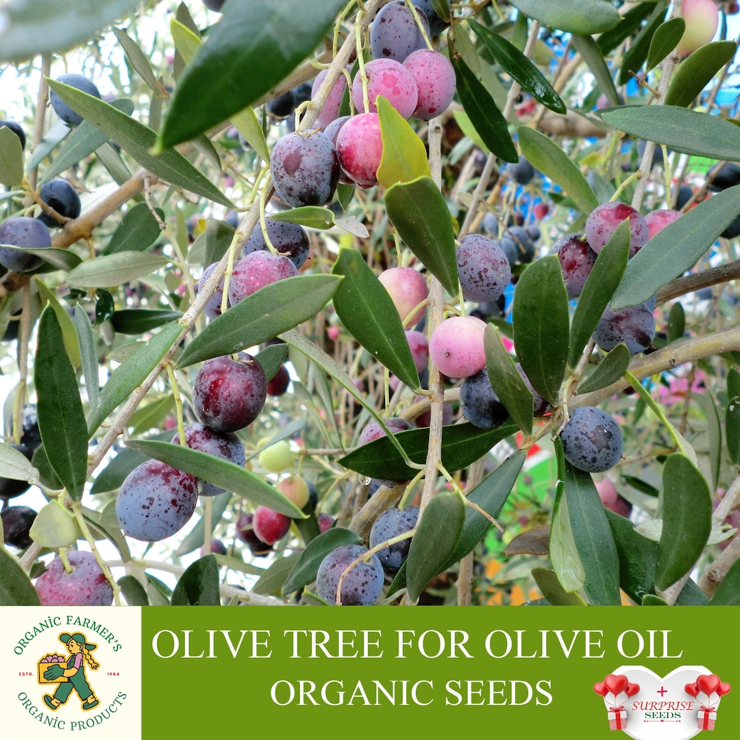 Olive Tree for Olive Oil Organic Seeds, 10 Count Olive Tree Seed, Olive ...