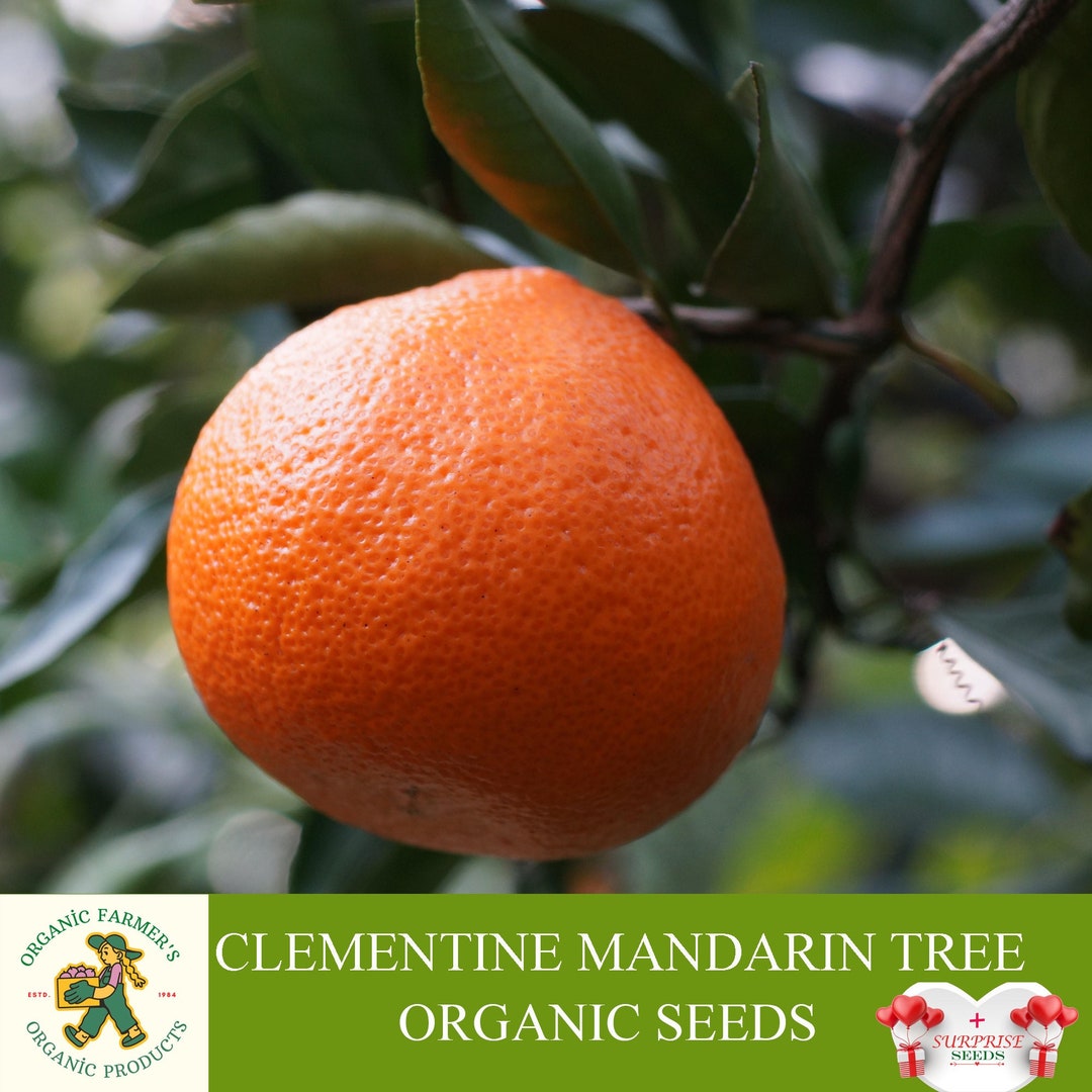 Clementine Mandarin Tree Organic Seeds, 10+ Count Mandarin Tree Seed ...