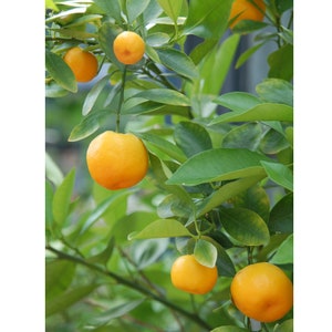 Satsuma Mandarin Tree Organic Seeds, 10+ Count Mandarin Tree Seed ...