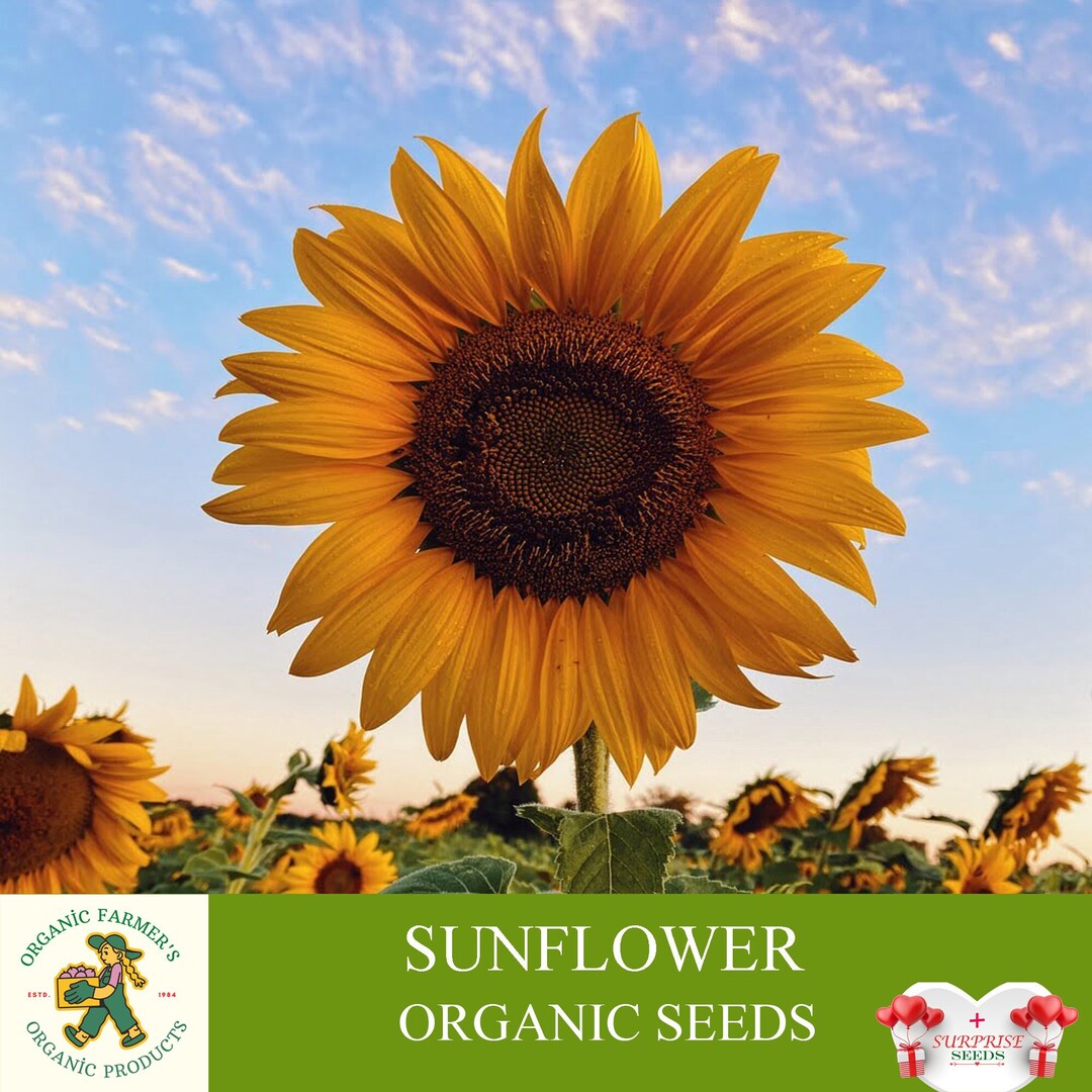 Sunflower Organic Seeds, 25+ Count Sunflower Seeds, Sunflower Plant ...